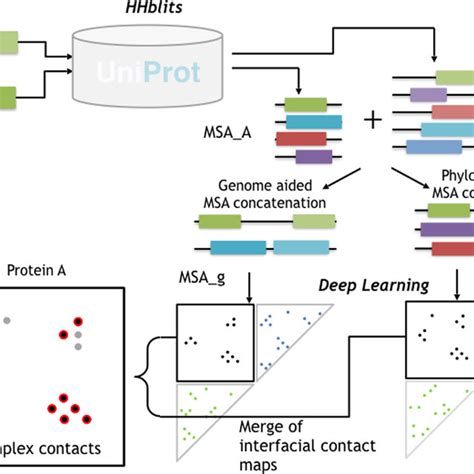 Illustration Of ComplexContact Workflow Given A Pair Of Putative Download Scientific Diagram