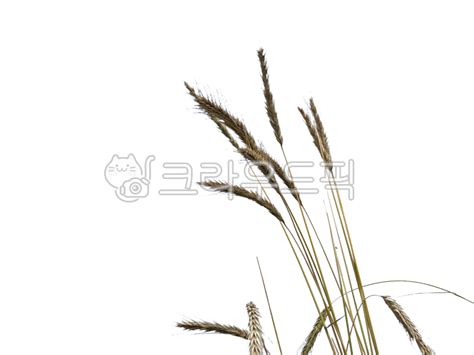 보리 잎사귀 농사 Png 누끼 사진이미지일러스트캘리그라피 나비처럼작가