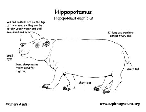 Hippopotamus