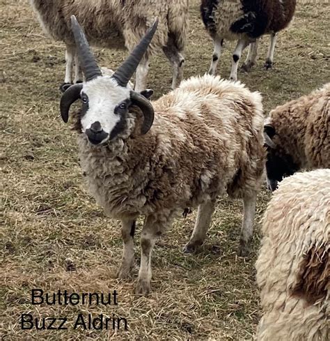 2024 Lambs Butternut Jacob Sheep