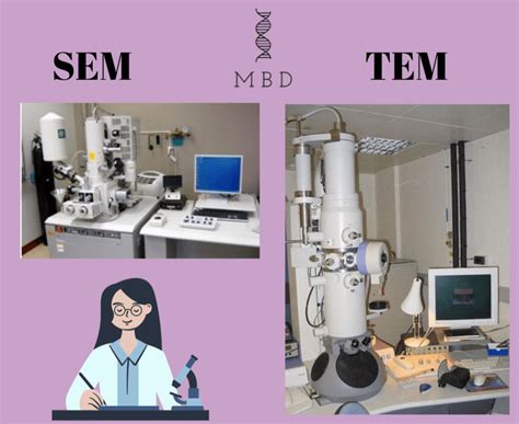 Difference Between Sem And Tem My Biology Dictionary