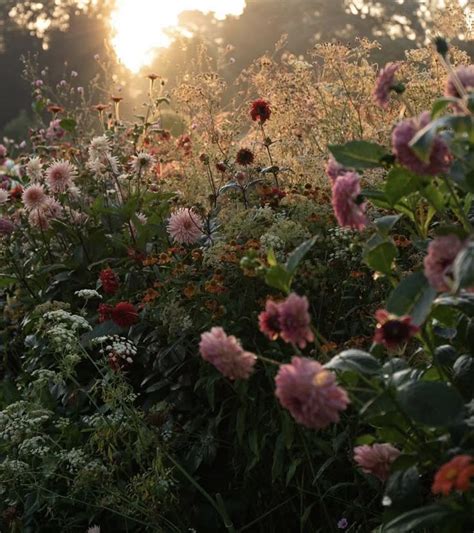 Forde Abbey A Garden Filled With Wildflowers Belles Fleurs Idée