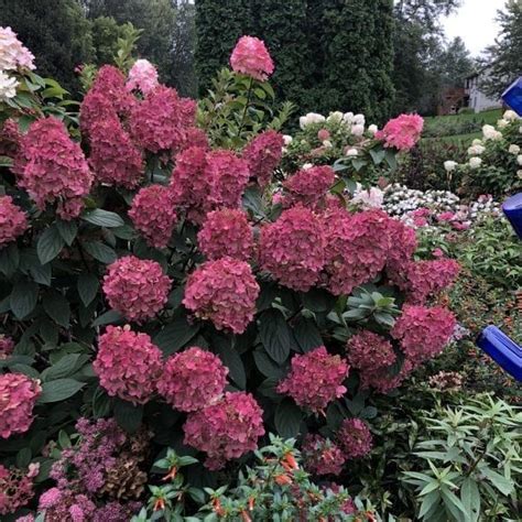 Hydrangea Fire Light Buy Hydrangea Hardy Shrubs Online Hydrangea