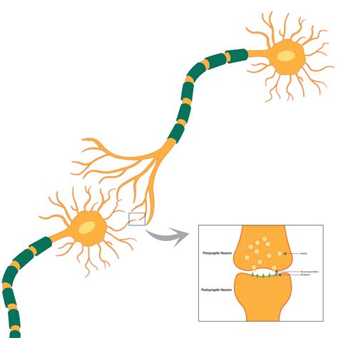 What Happens At The Synapse Artofit