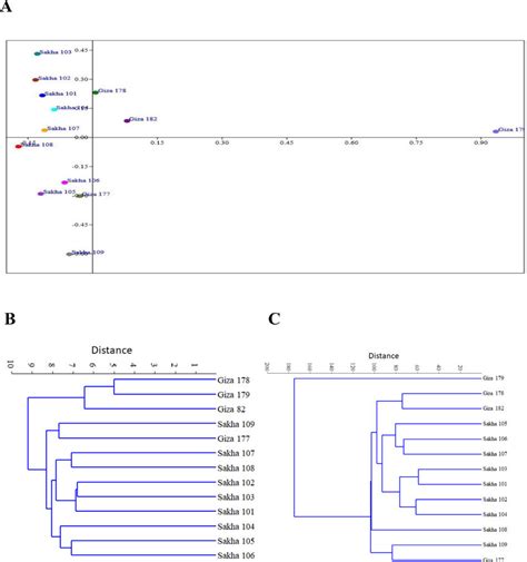 Genetic Diversity According To The Principal Coordinate Analysis Pcoa