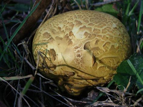 Scleroderma Sp By Greenzaku On Deviantart
