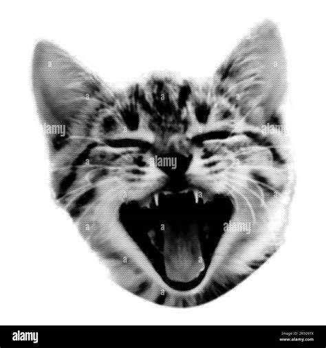 Kitten Screaming Stock Vector Images Alamy