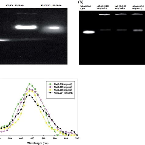 Pdf Biocompatible Quantum Dot Antibody Conjugate For Cell Imaging Targeting And Fluorometric