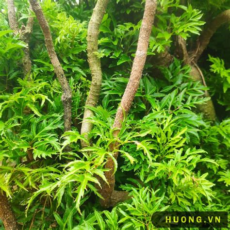 Cách Ngâm Rượu đinh Lăng Có Tốt Cho Sức Khoẻ Hươngvn