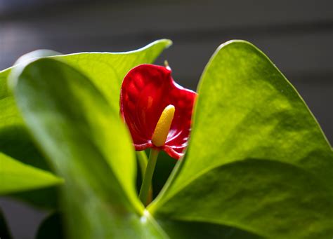 Tips And Tricks To Master Anthurium Plant Care By Kyari