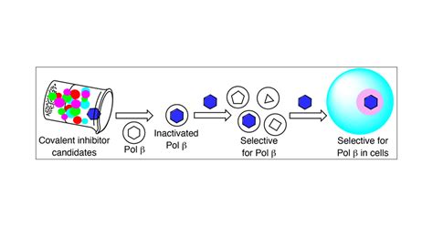 Selective Inhibition Of Dna Polymerase β By A Covalent Inhibitor Journal Of The American