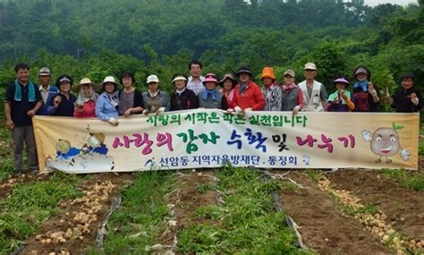 지방행정정당 울산선암동 사랑의 감자 수확 나누기 Nsp통신