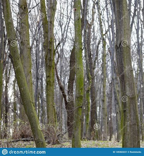 Leafless Forest In Early Spring Stock Image Image Of Autumn