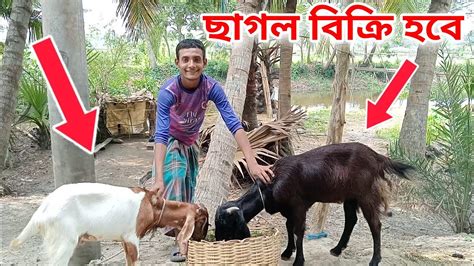 লাল কালো দুটি ছাগল বিক্রি হবে বরুনা ছাগল ভিডিও Youtube