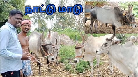 நாட்டு மாடு வளர்ப்பு Nattu Pasu Madu Country Cow In Tamil Youtube