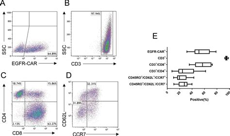 The Car Expression And Phenotypes Of The Manufactured Egfr Car T Cells