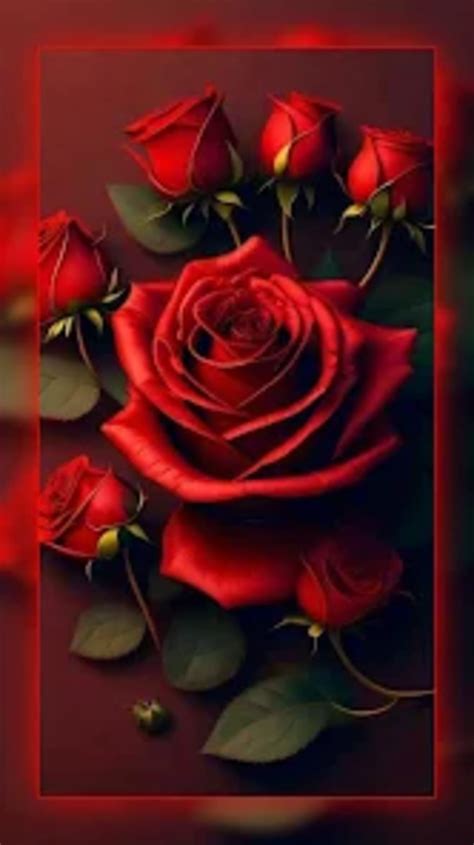 Red Rose Wallpapers Flowers For Android Download