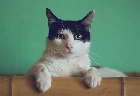 7 Formas De Fazer Seu Gato Parar De Urinar Fora Da Caixa Entenda Por