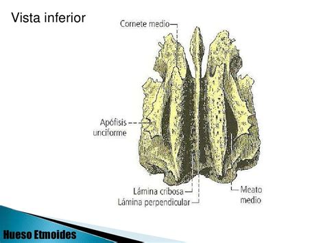Frontal Y Etmoides