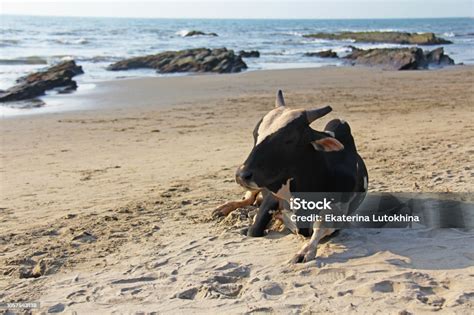 Czarna Biała Krowa Lub Byk Leży Lub Spoczywa Na Plaży Nad Morzem Krowa Indie Krowa Na Plaży