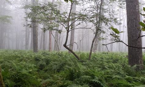 data and samples nsf neon open data to understand our ecosystems
