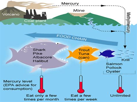 Global Warming Increases The Level Of Toxic Mercury Apex Tribune World Latest Breaking News