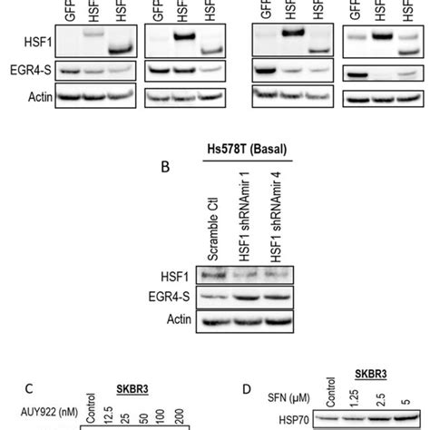 Inverse Association Between HSF1 And EGR4 S Expression Western Blots
