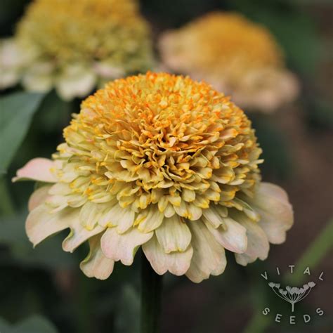Zinnia Zinderella Peach Organic Vital Seeds