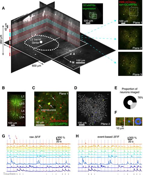 A Cellular Resolution Map Of Barrel Cortex Activity During Tactile