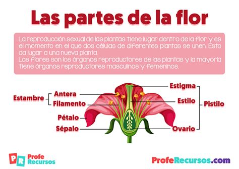 Partes De La Flor Ciencias Naturales Educaci N Primaria