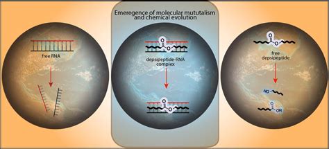 Cooperation Between Rna And Proto Proteins News Astrobiology