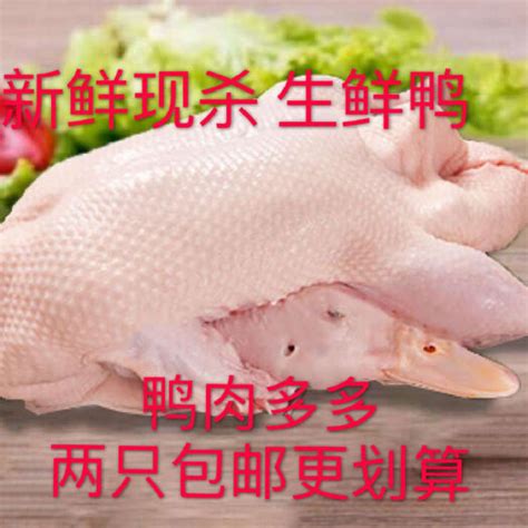 鸭子吃什么？ 惠农网