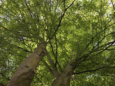 Cut Leaf Beech Exeter Trees And Shrubs