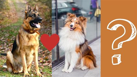 German Shepherd Sheltie Mix Kolja Tierhilfe Lebenswert