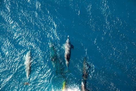 Premium Photo Swimming Dolphins In The Sea In Front Of The Ships Bulb