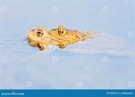 Froggy Sex Stock Photo Image Of Spring Surface Reproduce 39029172