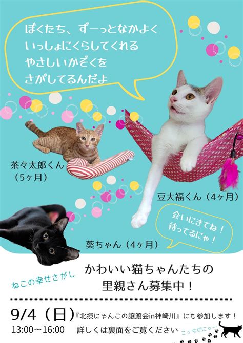やなせなな On Twitter うちの猫たちもお世話になった「ねこの幸せさがし」さんの譲渡会情報です。かわいい3匹の仔猫ちゃんを始め