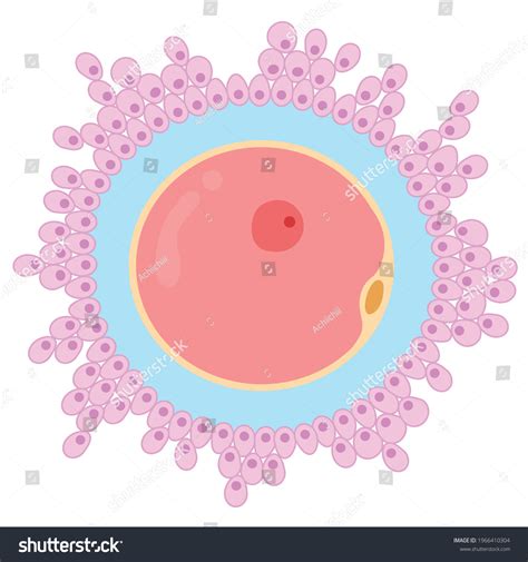 Egg Cell Ovum Female Reproductive Cell Stock Vector Royalty Free