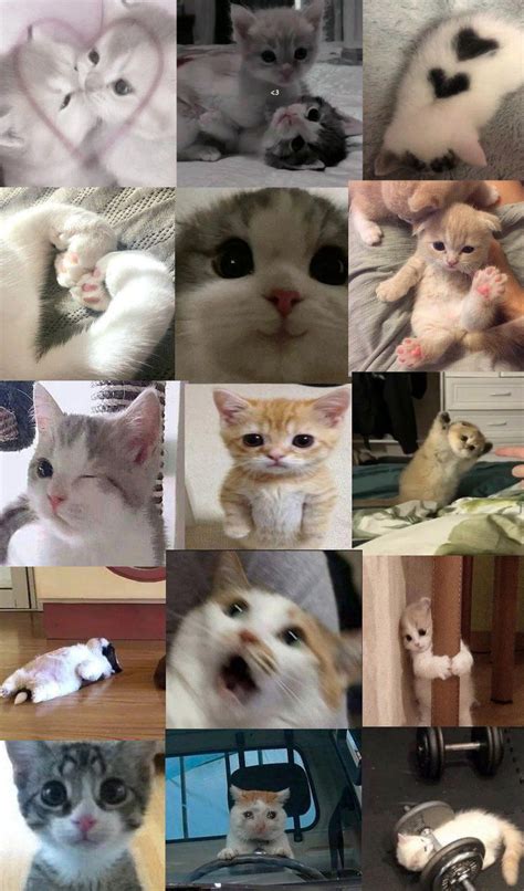 Обои на телефон с котиками