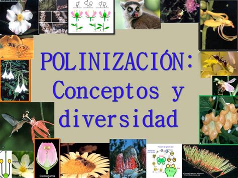 Polinización Conceptos Y Diversidad