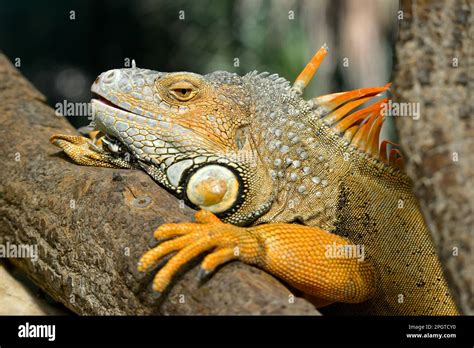 Portrait Of Green Iguana Or Common Iguana Iguana Iguana On Branch