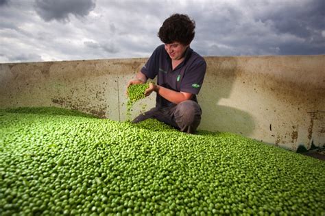Gallery Yes Peas