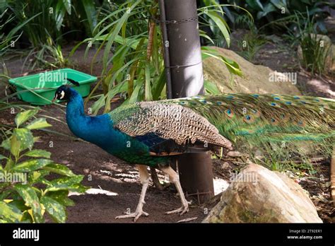 Peacocks Are Large Colorful Blue Pheasants Known For Their Iridescent