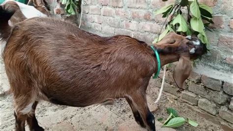 দেশি ক্রস জাতের ৪ মাসের গর্ভবতী ছাগল Youtube