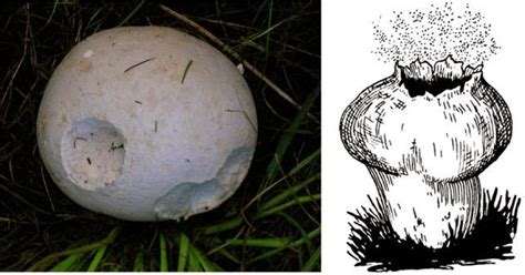 REPRODUCTION PROCESS OF FUNGUS