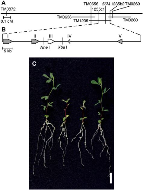 Map Based Cloning Of Ign1 And Complementation Test A Genetic Linkage