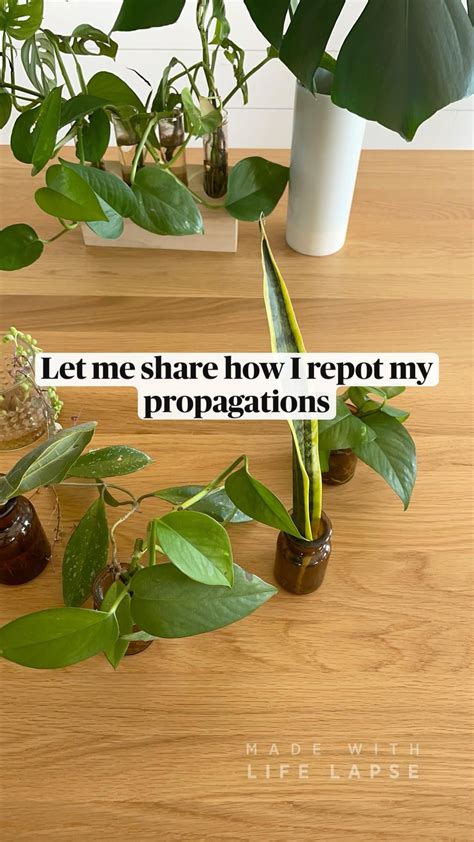Quick Guide To Propagating Plants In 3 Easy Steps Artofit