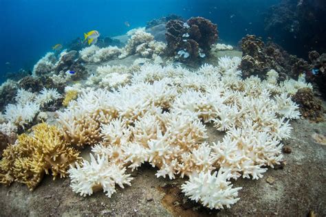 Dive Deep Into 50 Amazing Coral Reef Facts