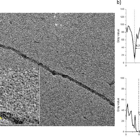 A High Magnification TEM Image Of A Single Amyloid Fibril Decorated