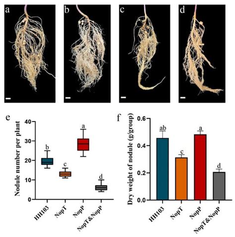 Gmpbs1 A Hub Gene Interacting With Rhizobial Type Iii Effectors Nopt And Nopp Regulates